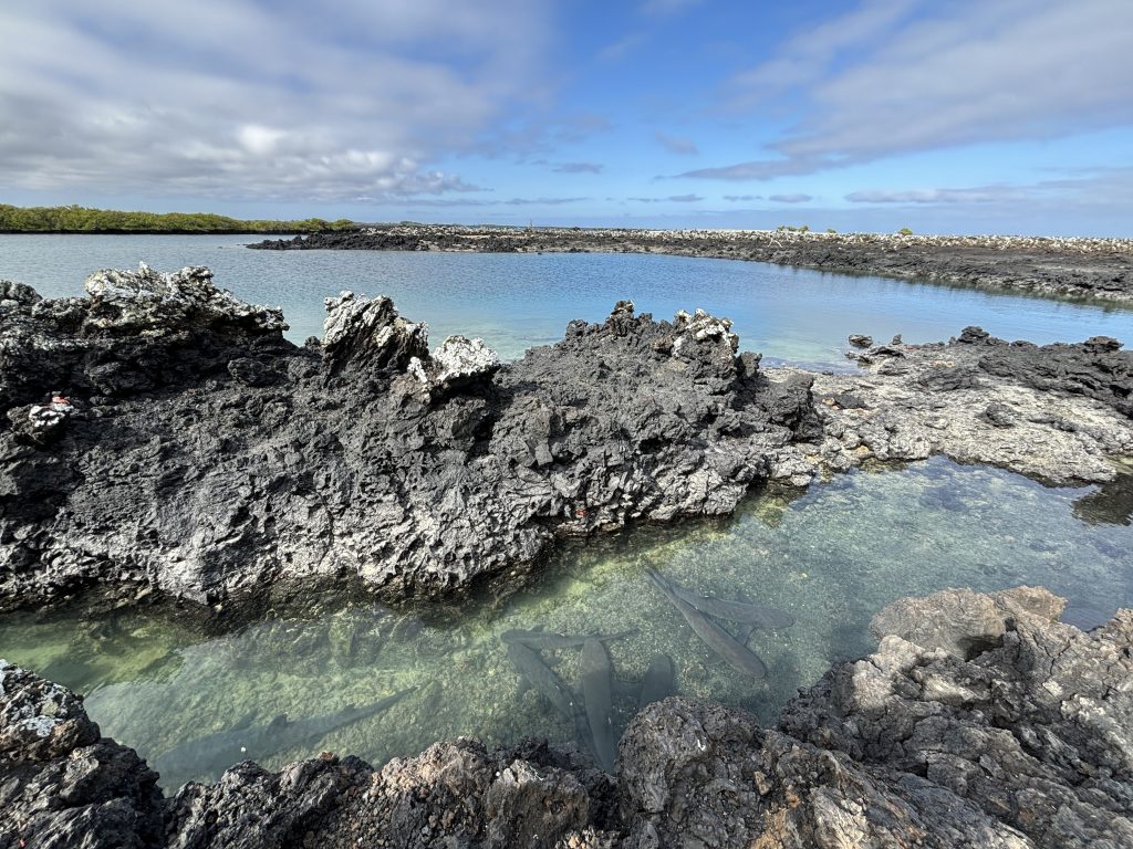Isla Isabela: tutto quello che devi sapere - Esotica Travel